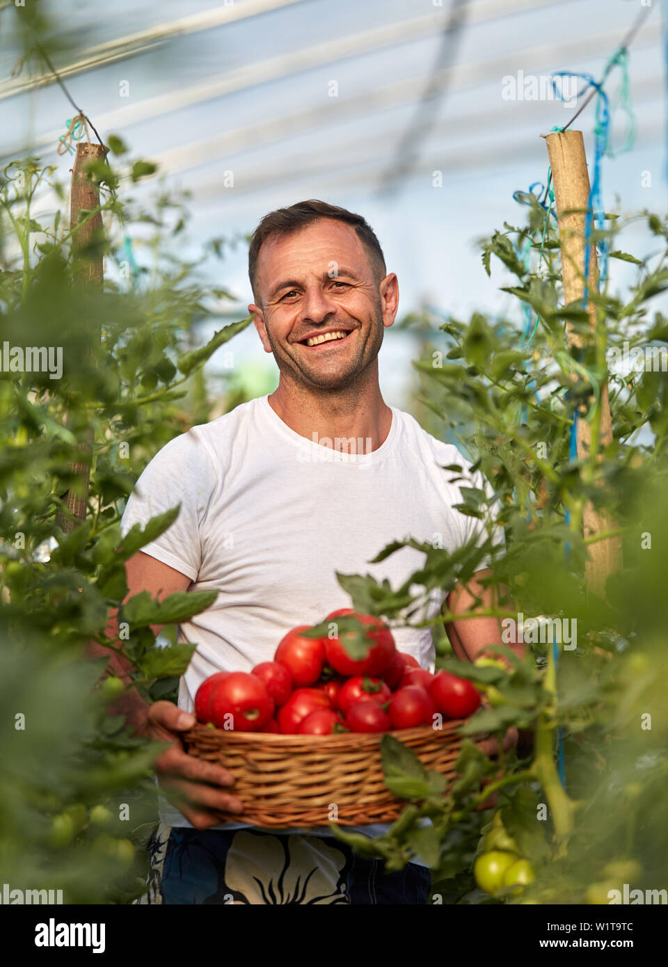 Farmer picking tomatoes in a basket, in the hothouse garden Stock Photo - Alamy