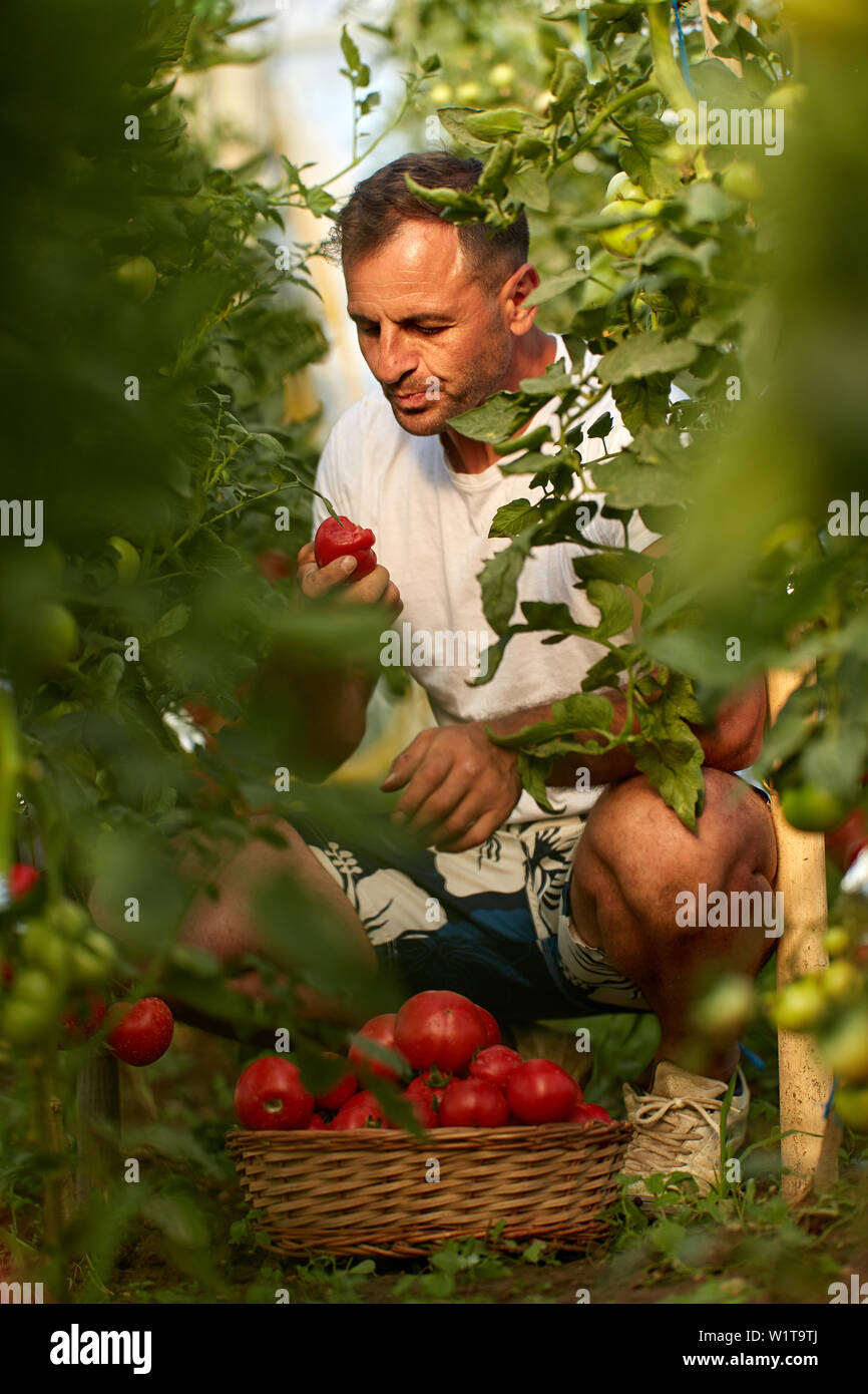 Farmer picking tomatoes in a basket, in the hothouse garden Stock Photo - Alamy