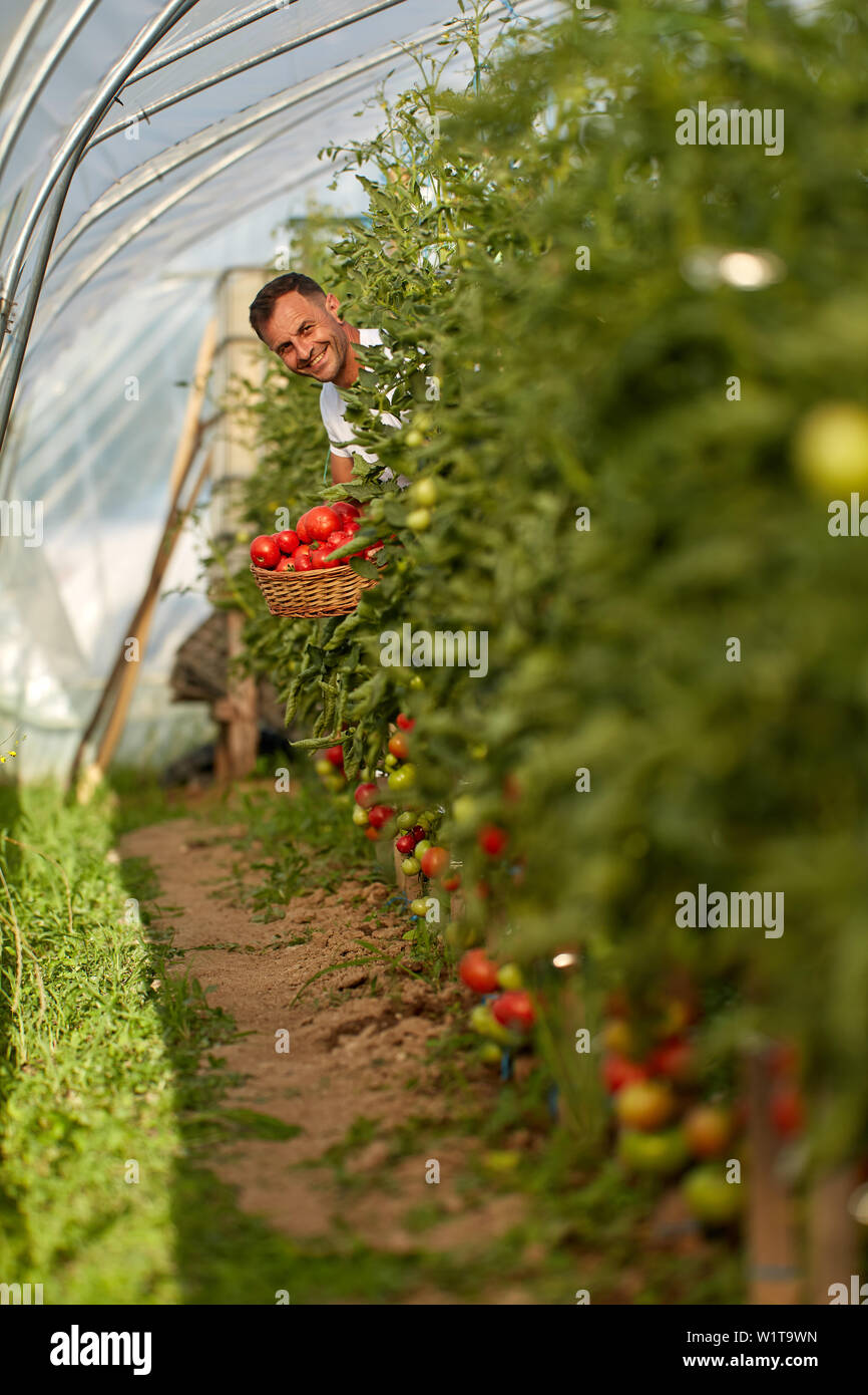 Farmer picking tomatoes in a basket, in the hothouse garden Stock Photo - Alamy