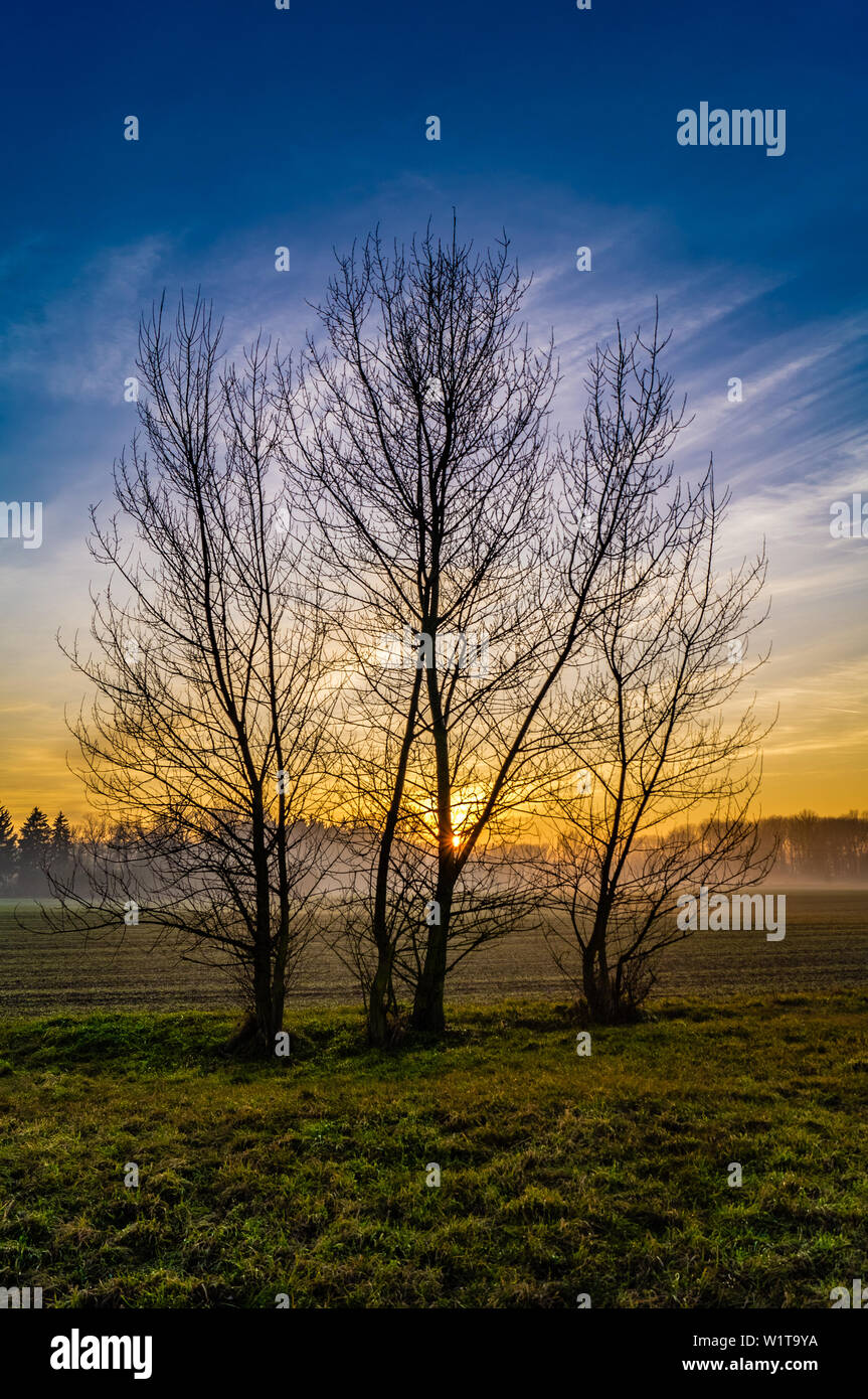 Three tree hi-res stock photography and images - Alamy