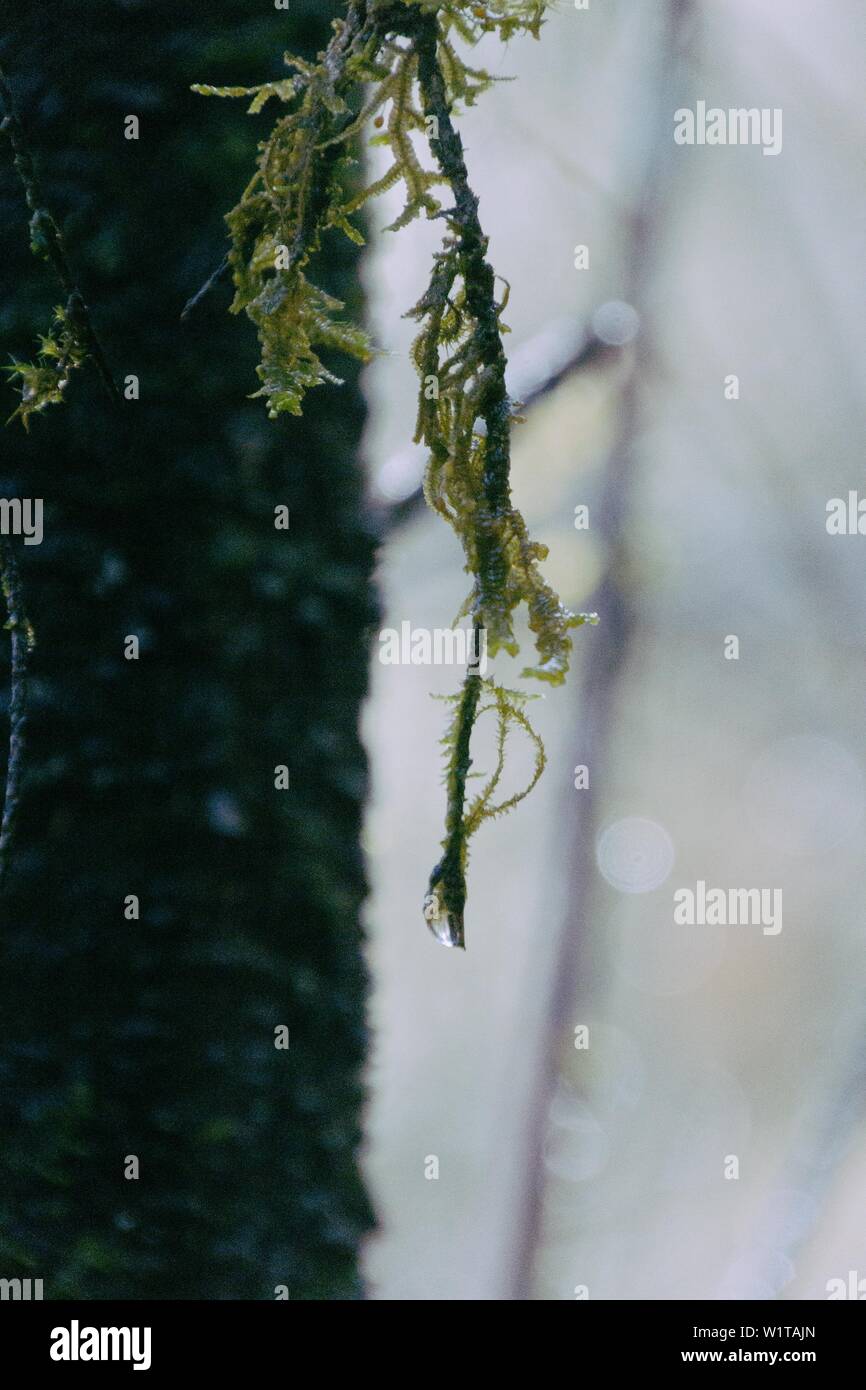 Closeup shot of a beautiful hanging pine tree branch with a blurred ...