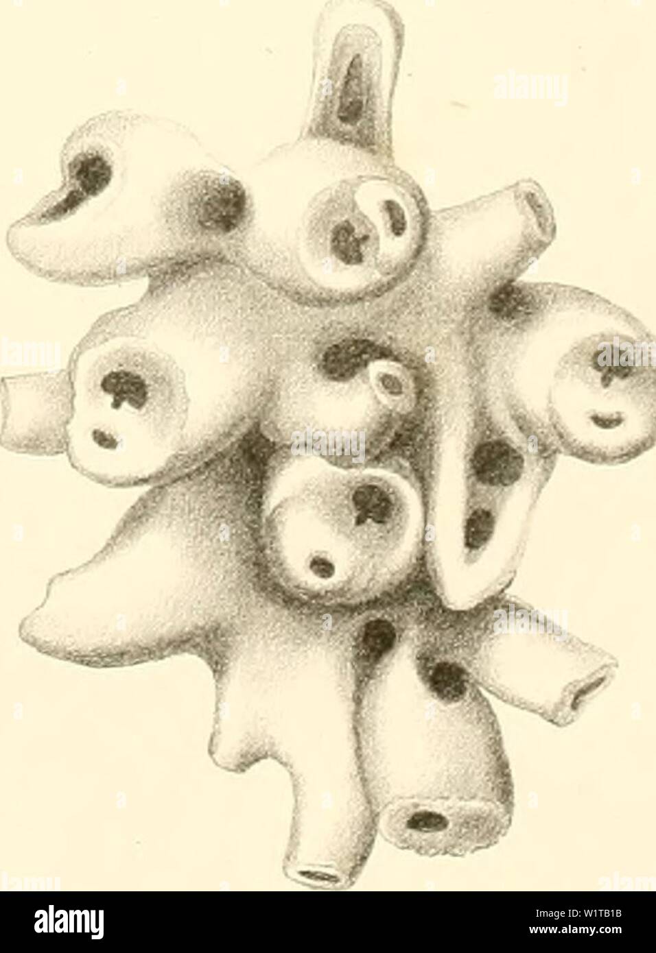 Tsi li hi-res stock photography and images - Alamy