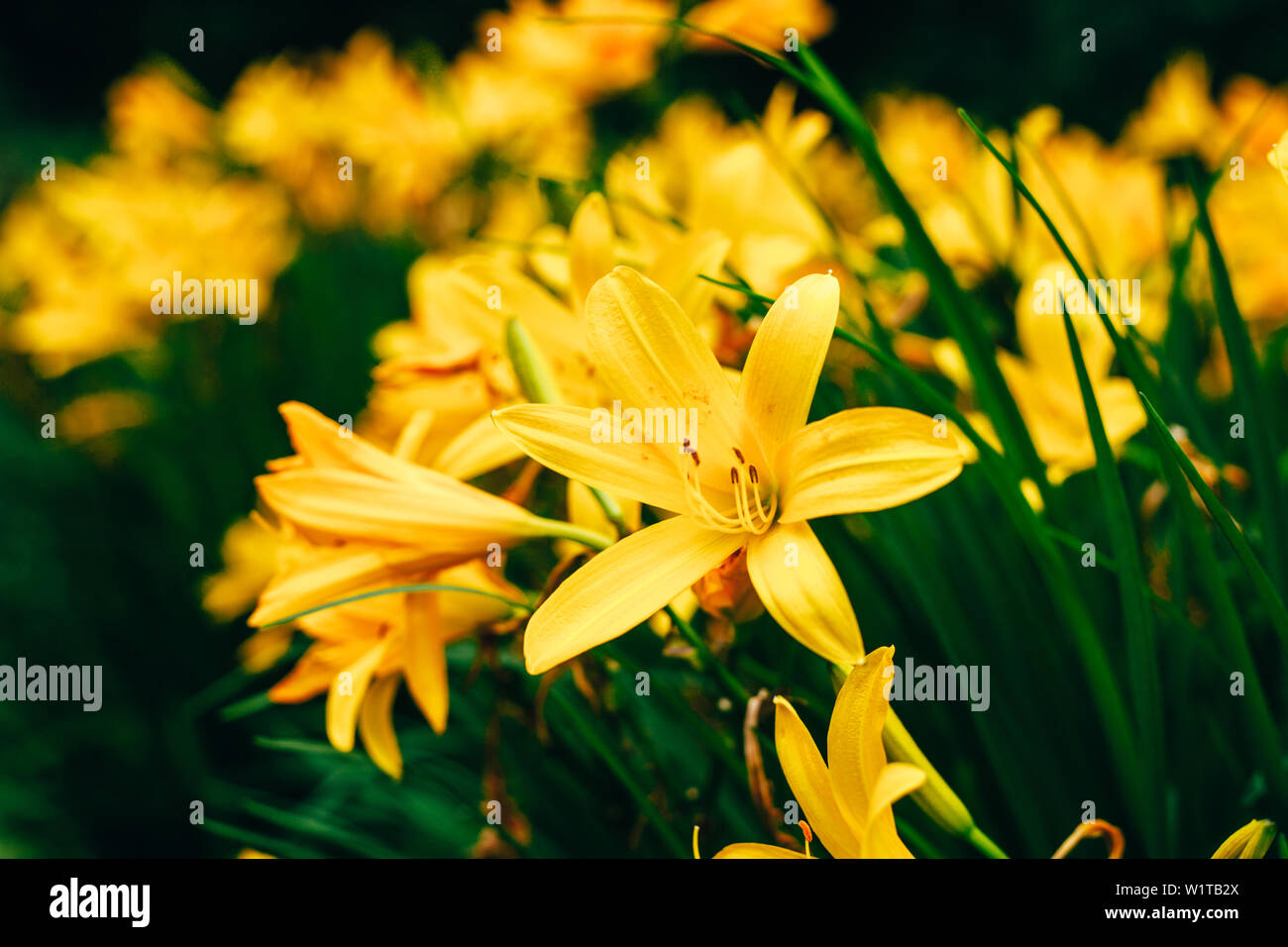 Beautiful yellow Lilium flowers against fresh green leaves background ...