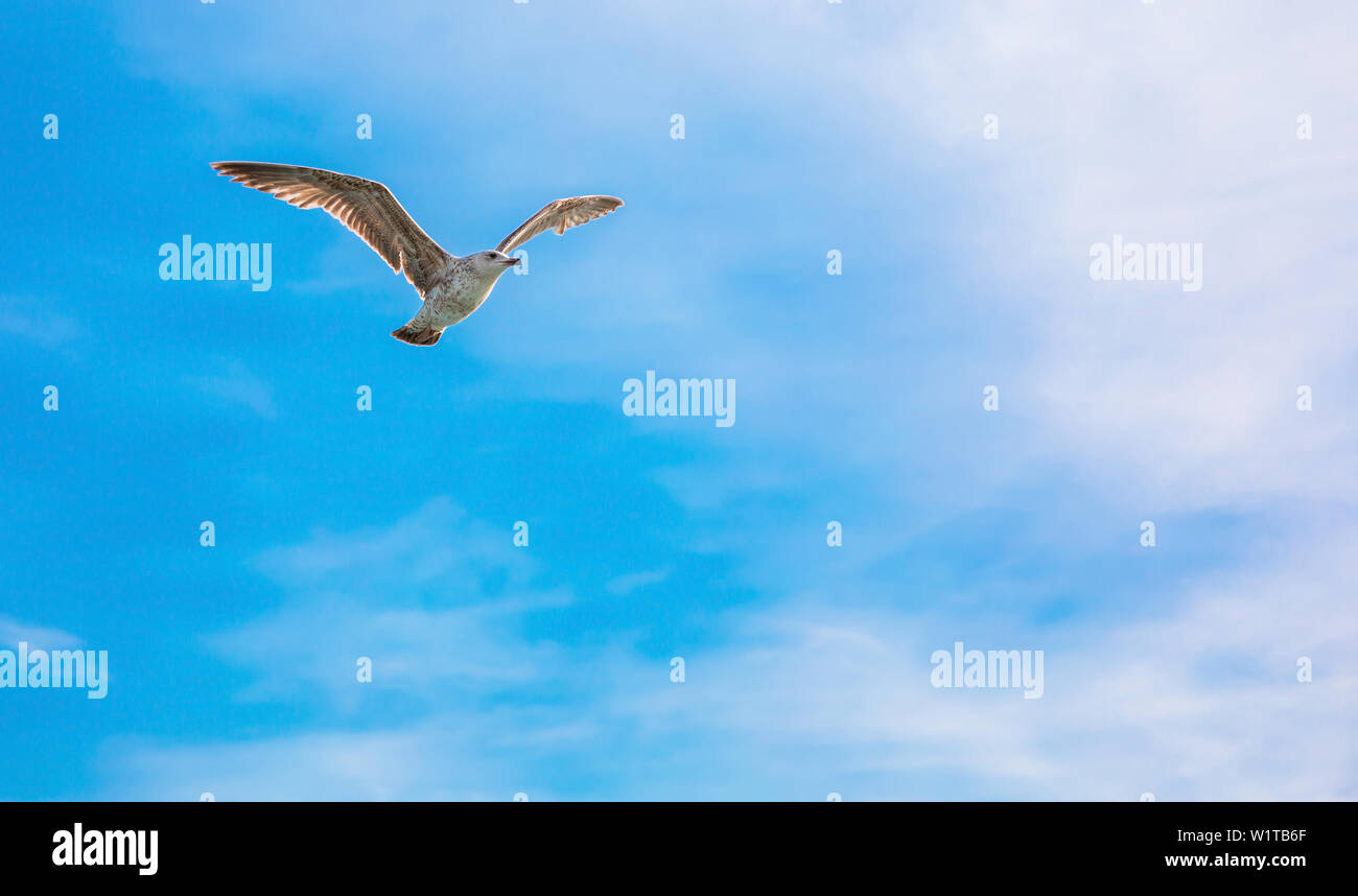 Seagull flying under clean blue sky over the sea Stock Photo - Alamy