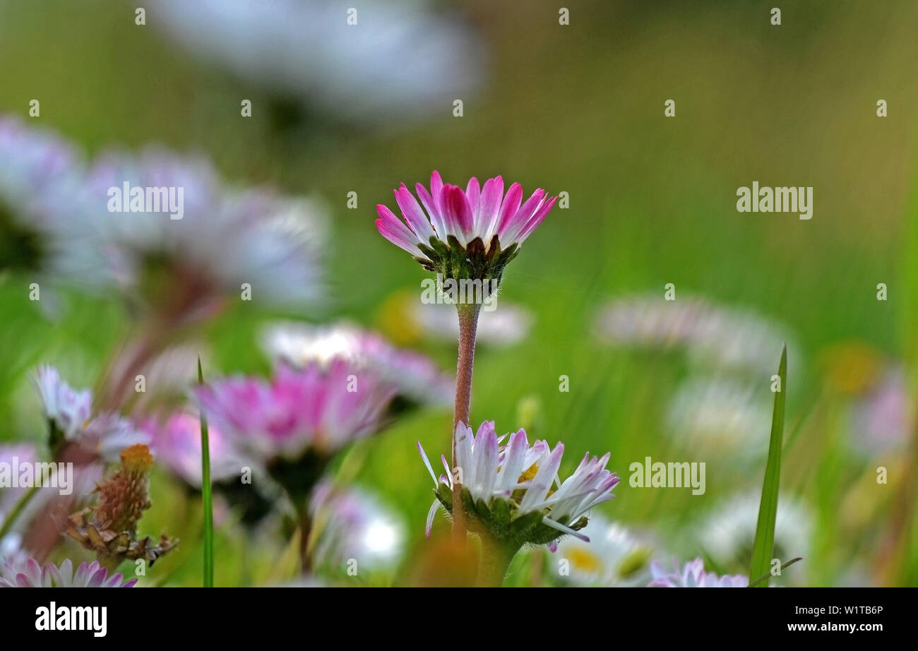 close-up of daisy wildflower in a colorful country meadow Stock Photo ...