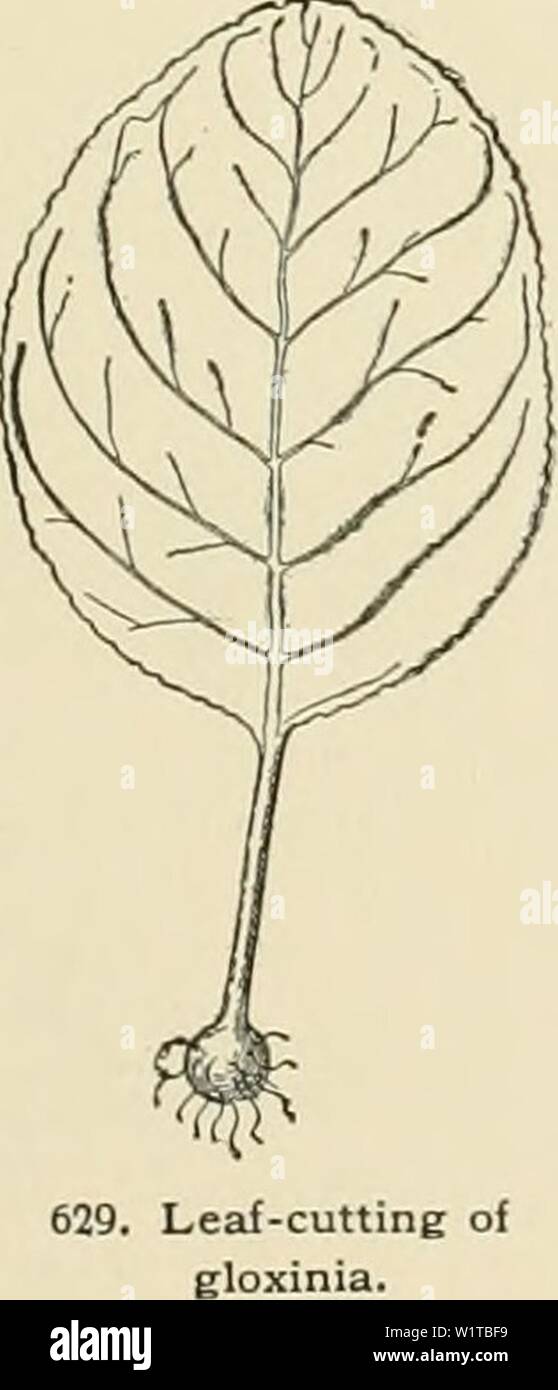 Cuttage High Resolution Stock Photography and Images - Alamy