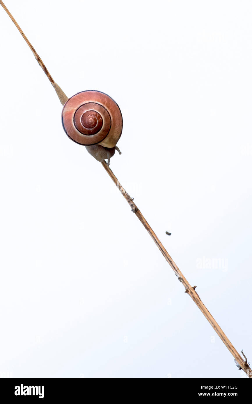 Snail on a blade of grass, Spreewald, Biosphere Reserve, Brandenburg ...