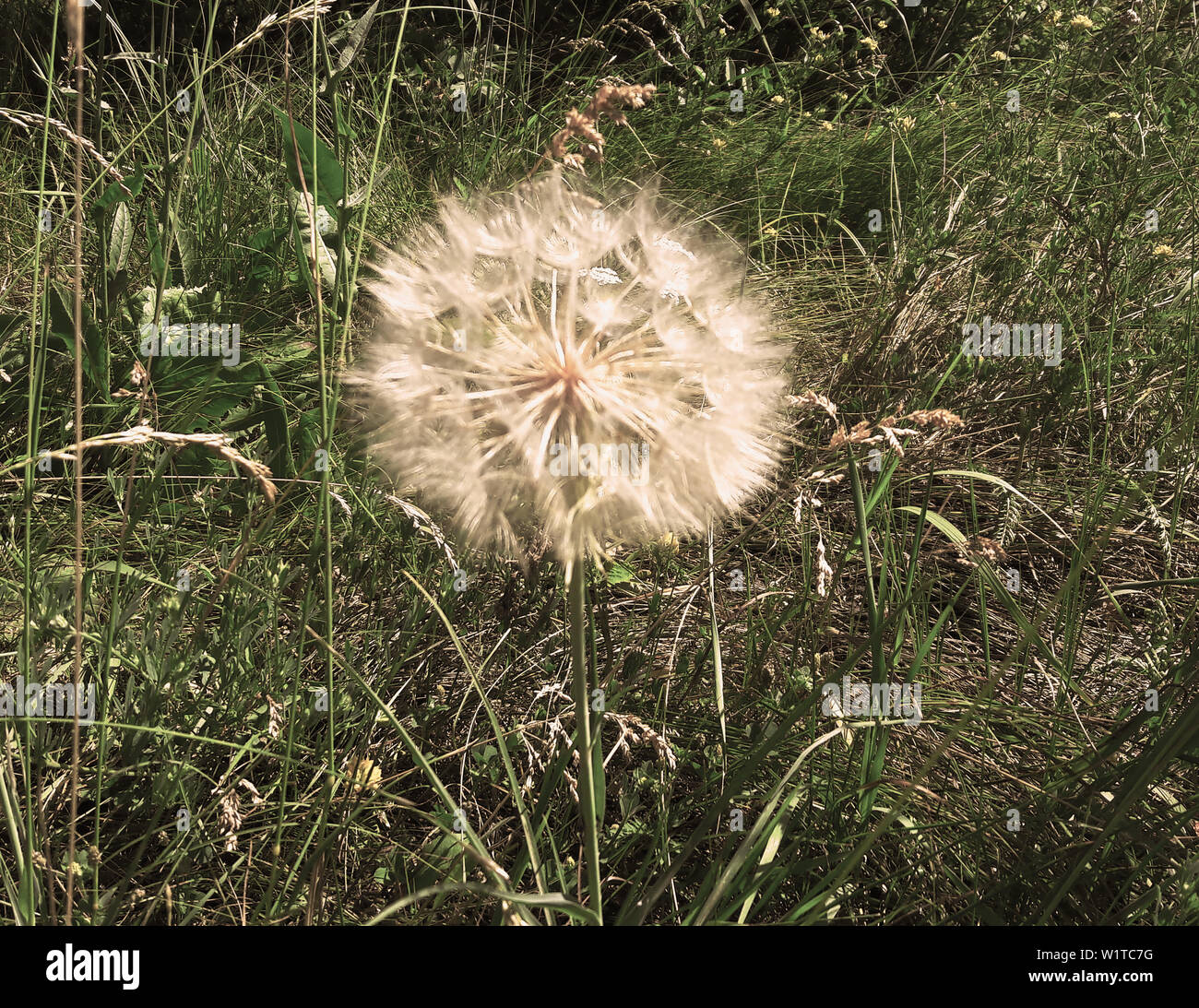 Dandelion. Dandelion bloomed. Dandelion on a meadow with green grass ...