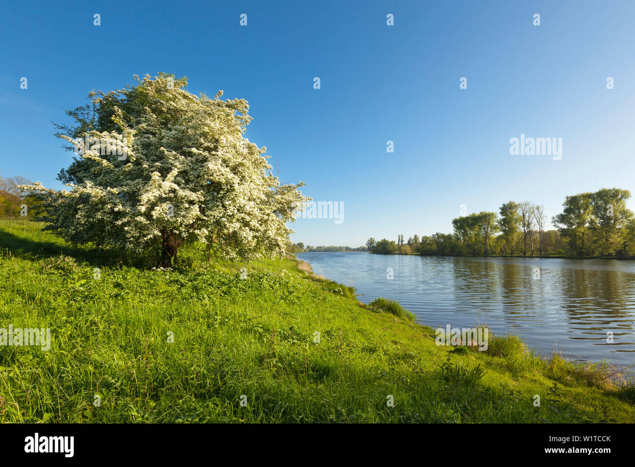 Birtener Altrhein, old arm of the Rhine river, near Xanten, Lower Rhine ...