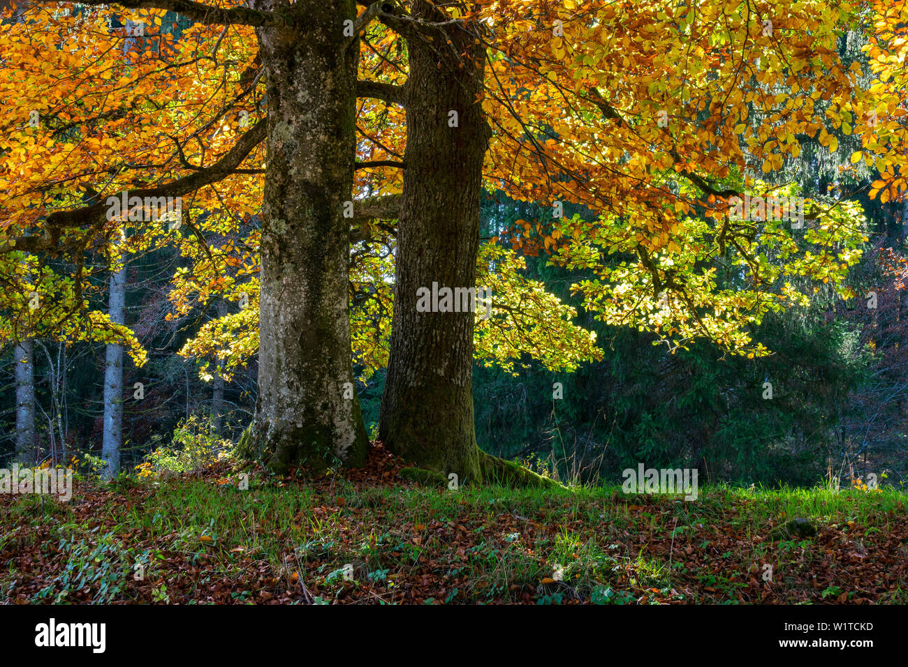 Beech an oak in fall, Fagus sylvatica, Quercus robur, Upper Bavaria ...
