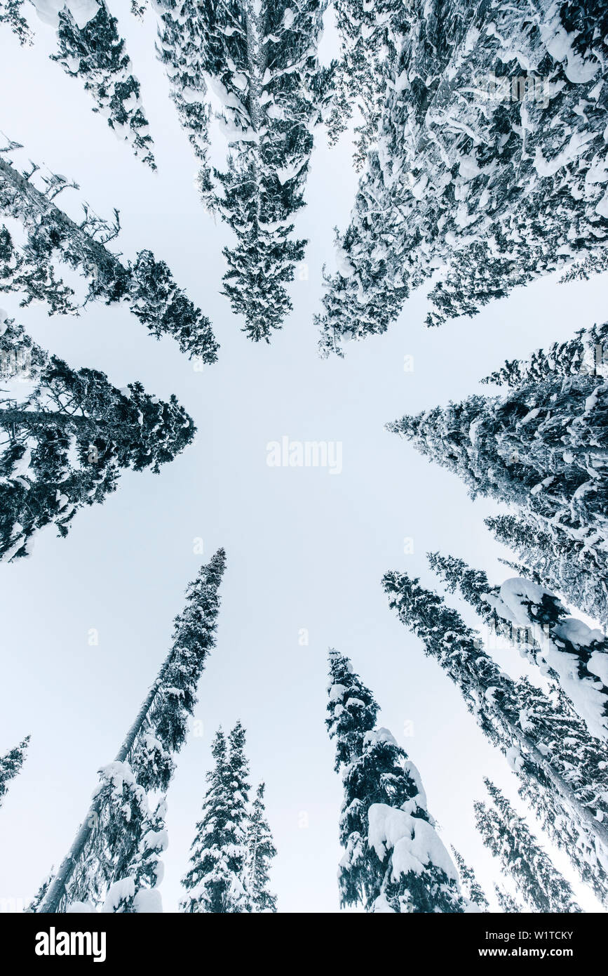 Forest at Lake Louise, Bow Valley, Banff National Park, Alberta, Kanada ...