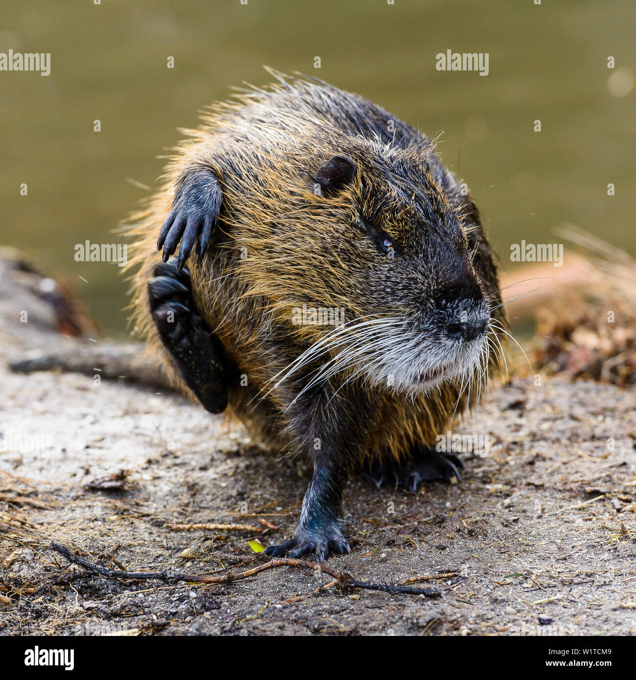 river rat at the shore Stock Photo - Alamy