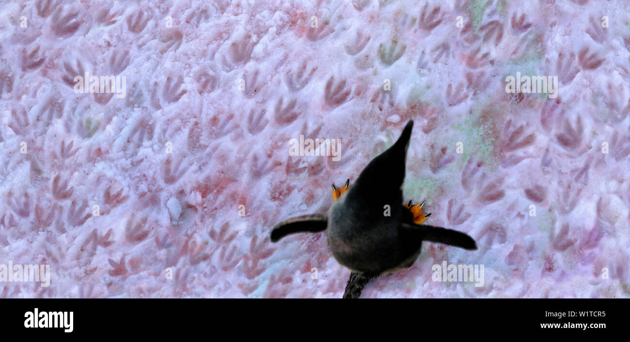 Snow algae pink hi-res stock photography and images - Alamy