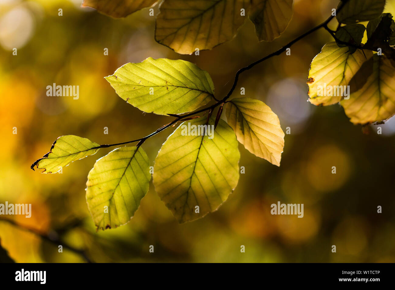 Beech leaves in fall, Fagus sylvatica, Upper Bavaria, Germany, Europe ...