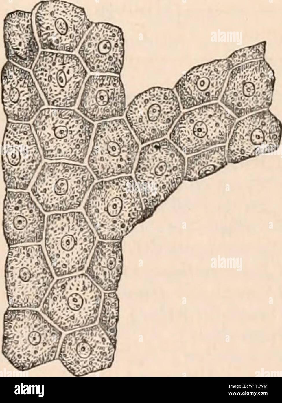 Historical anatomy liver hi-res stock photography and images - Alamy