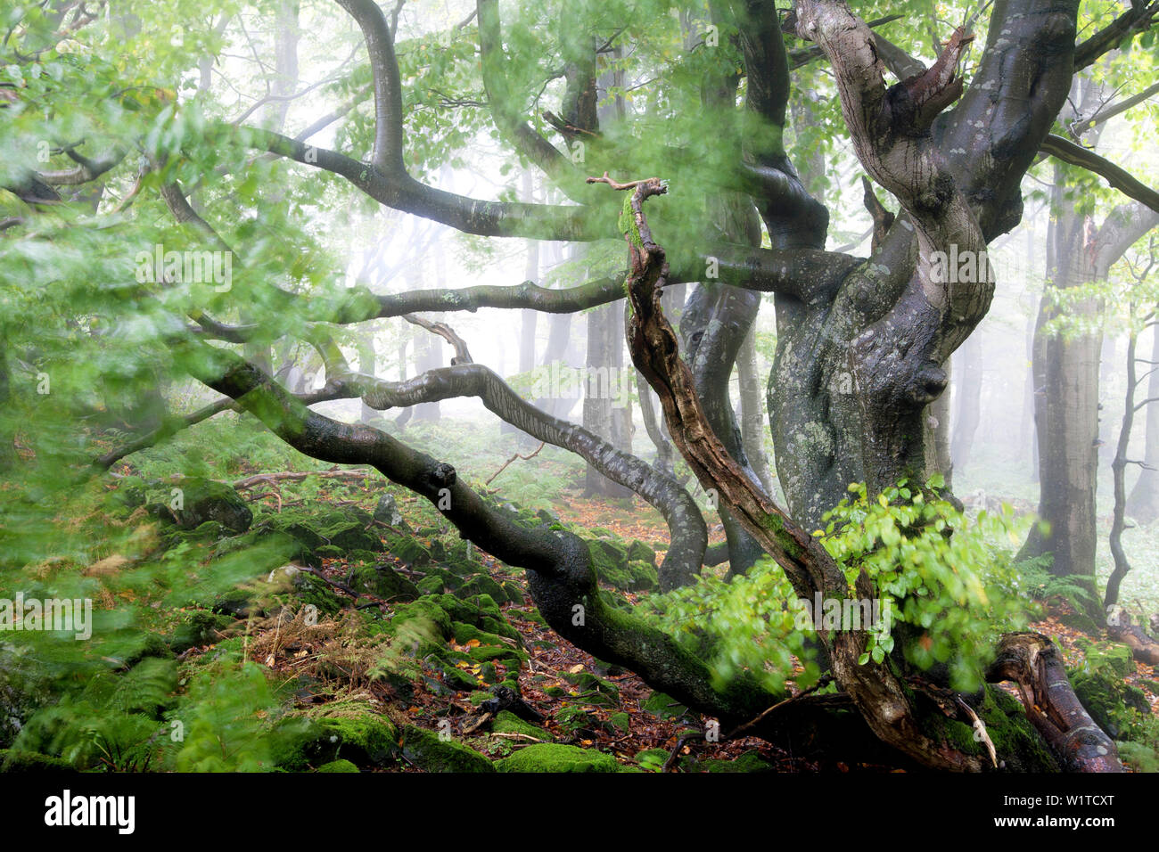Bavarian rhoen nature park hi-res stock photography and images - Alamy