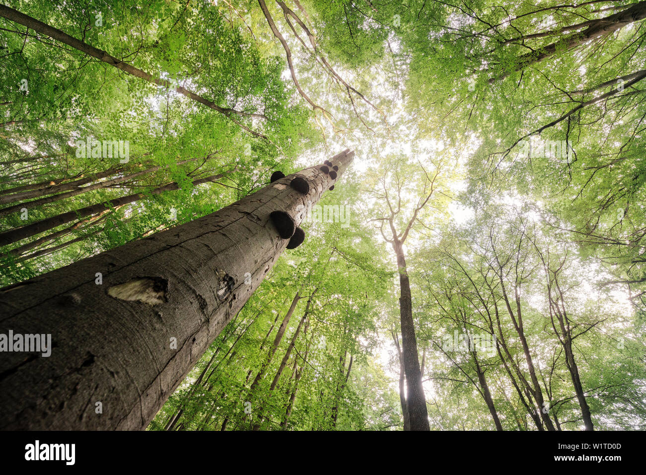 UNESCO World Heritage Old Beech Groves of Germany, Dead tree, Hainich ...