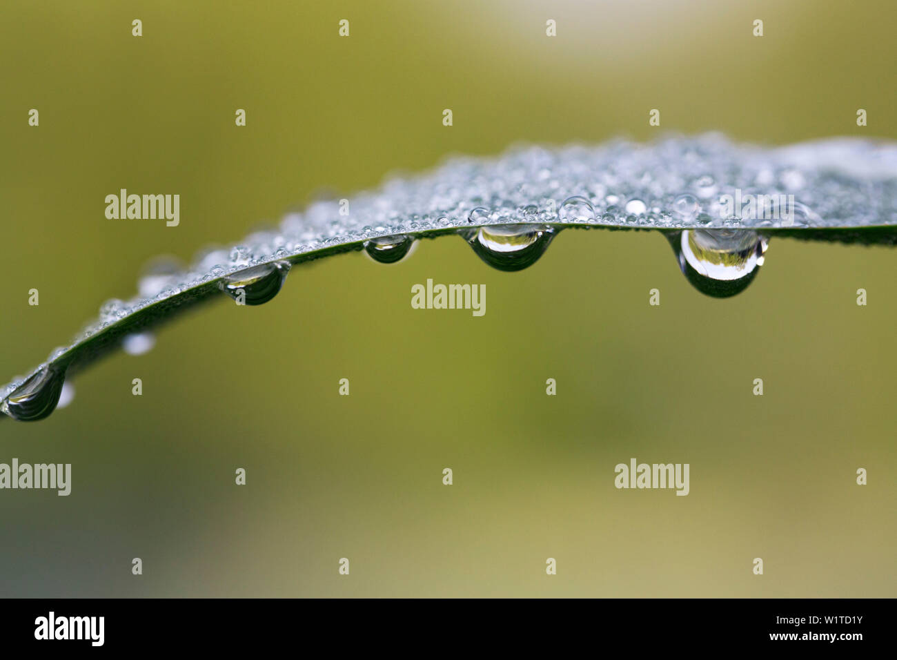 Reed with dew on it hi-res stock photography and images - Alamy
