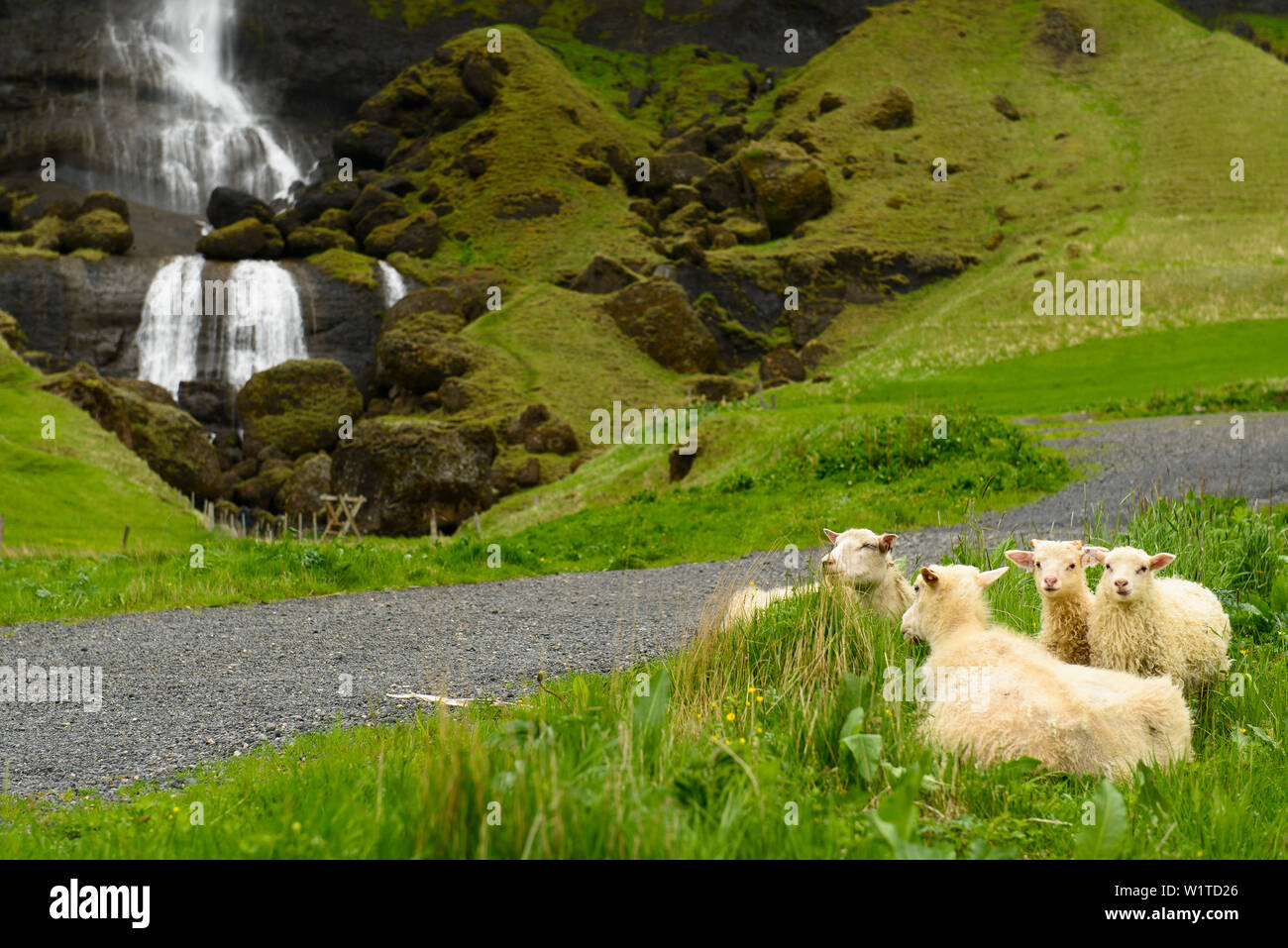 Sheep and waterfall hi-res stock photography and images - Alamy