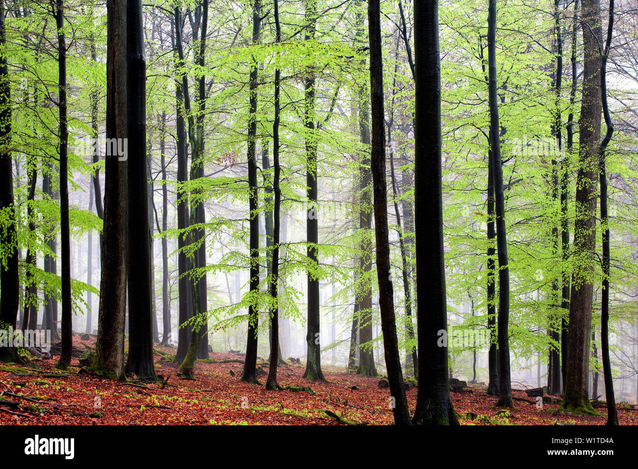 Beech forest in springtime, Spessart Nature Park, Lower Franconia ...