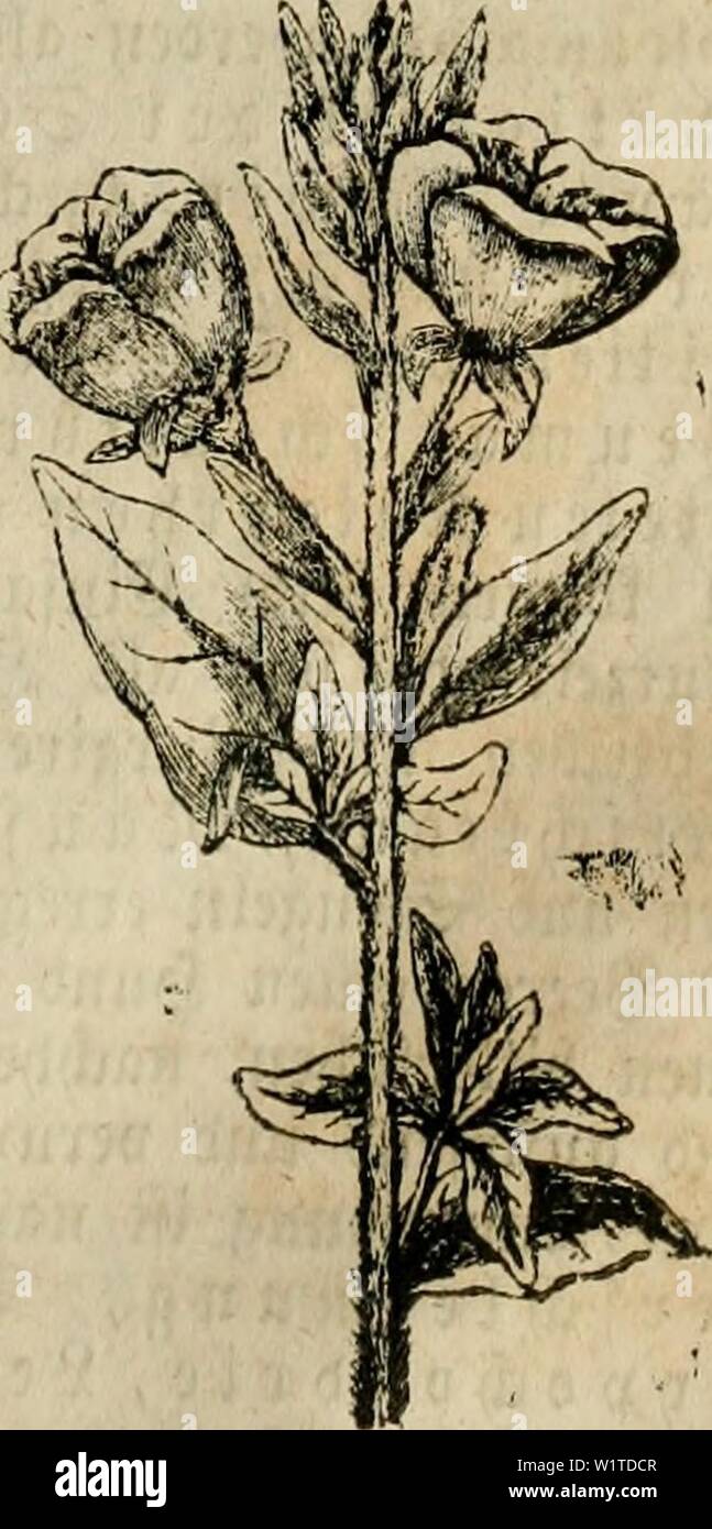 Gyrophora hi-res stock photography and images - Alamy