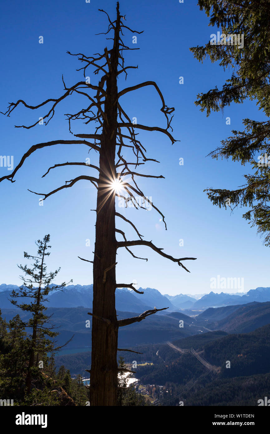 Pine tree in autumn, Pinus sylvestris, Herzogstand mountain, Alps ...