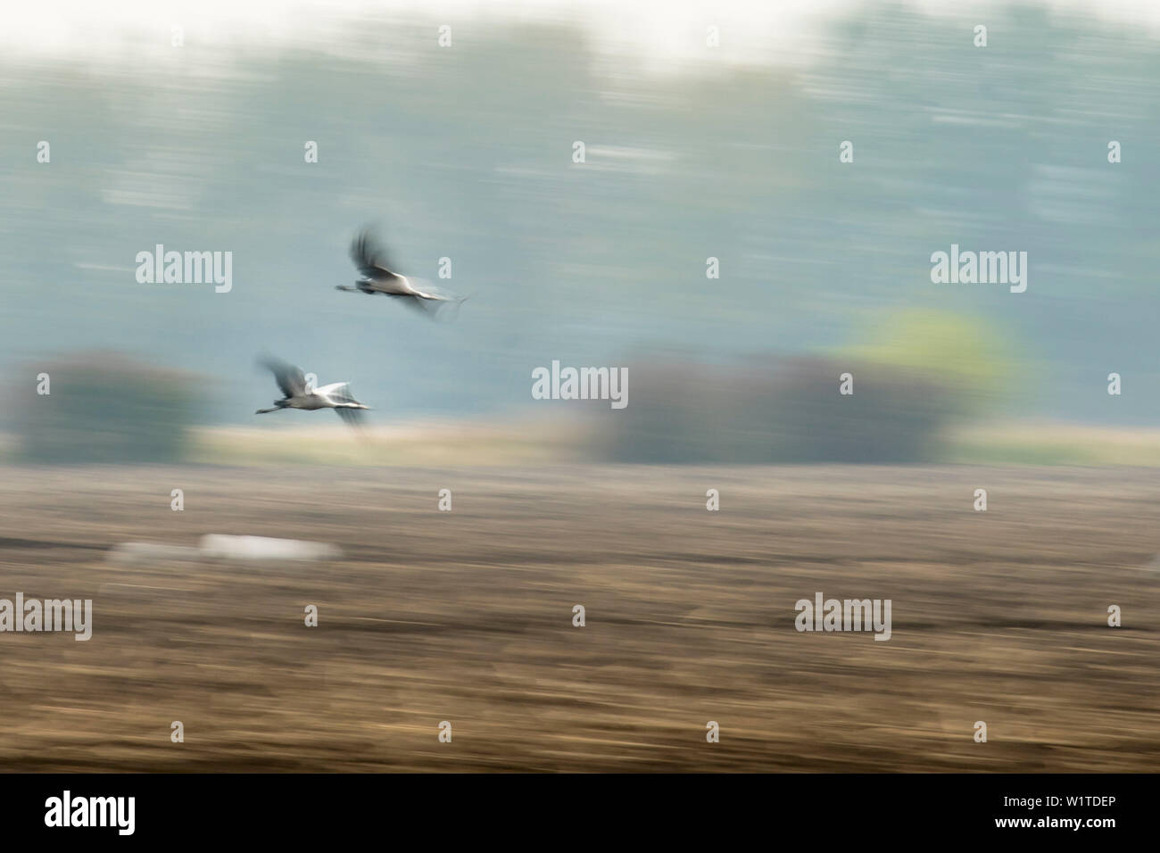 Flying bird field concept hi-res stock photography and images - Alamy