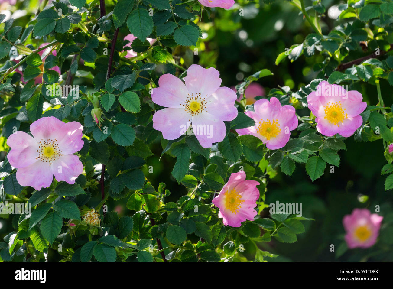 rose flowers, Rosa canina, Germany Stock Photo - Alamy