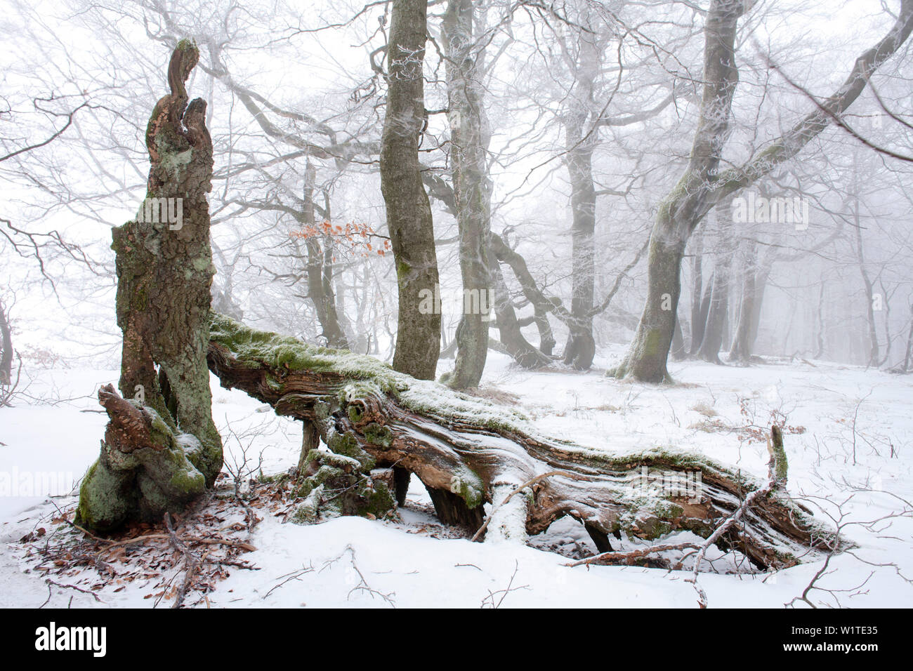 Beech forest in snow, Rhoen Biosphere Reserve, Bavarian Rhoen Nature ...