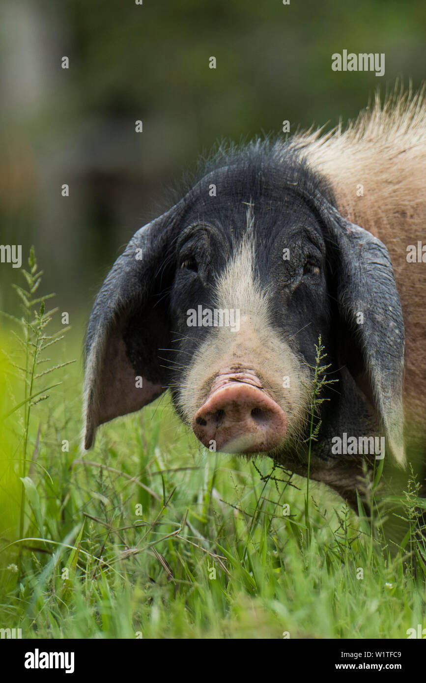 Passing para hi-res stock photography and images - Alamy