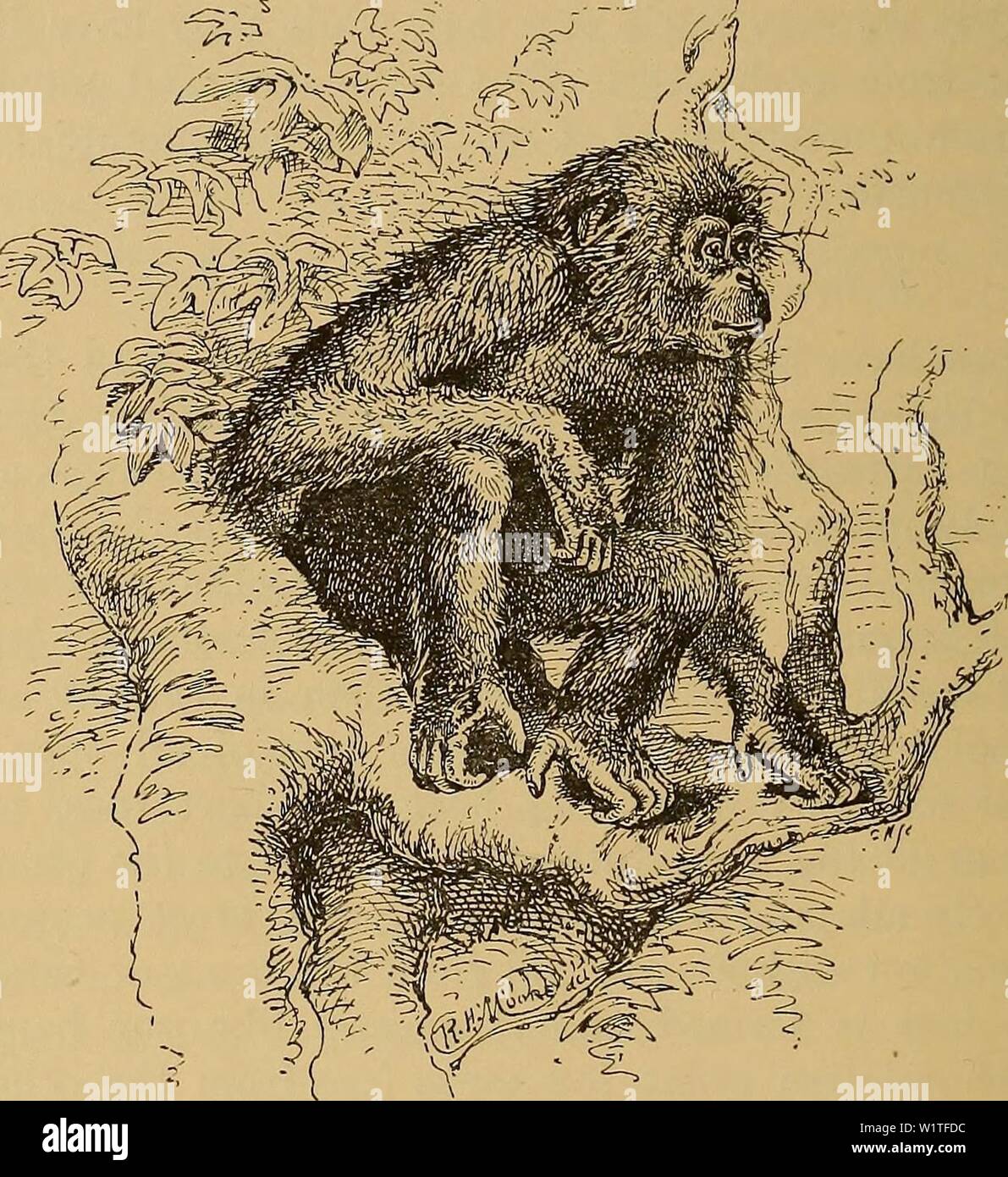 Archive image from page 479 of Darwinism; an exposition of the Stock ...