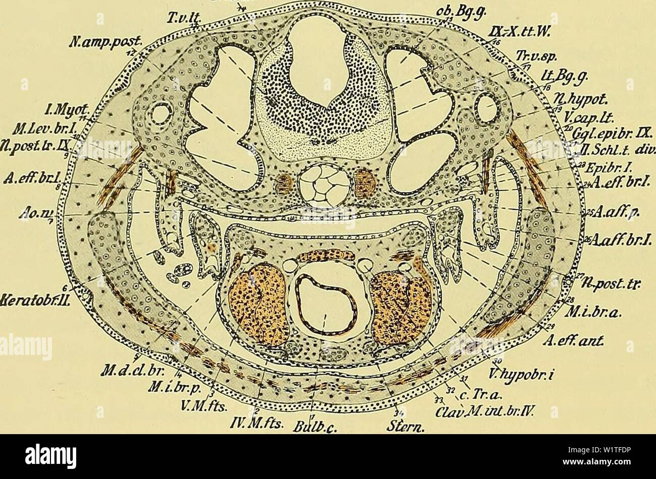 Crus commune hi-res stock photography and images - Alamy