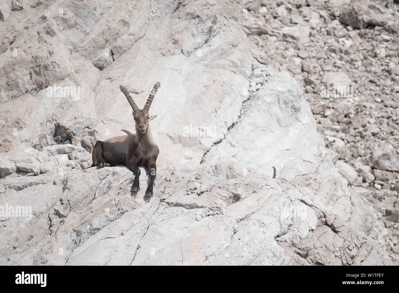 Capricorn ibex hi-res stock photography and images - Alamy