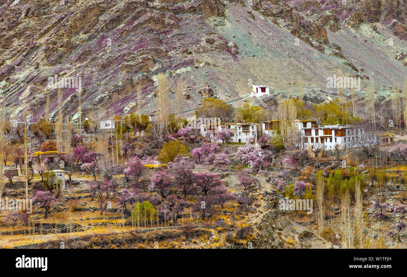 Apricot blossom ladakh hi-res stock photography and images - Alamy