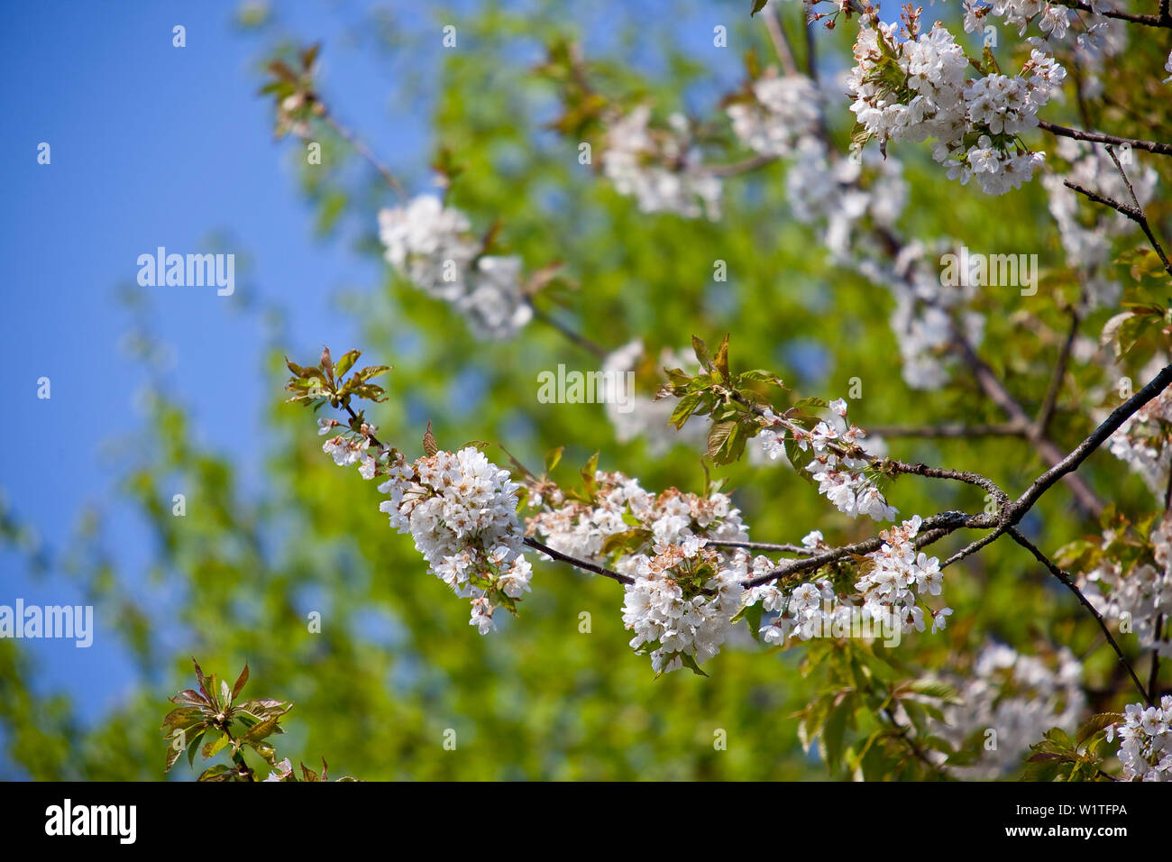 Prunus serrulata fruit hi-res stock photography and images - Alamy