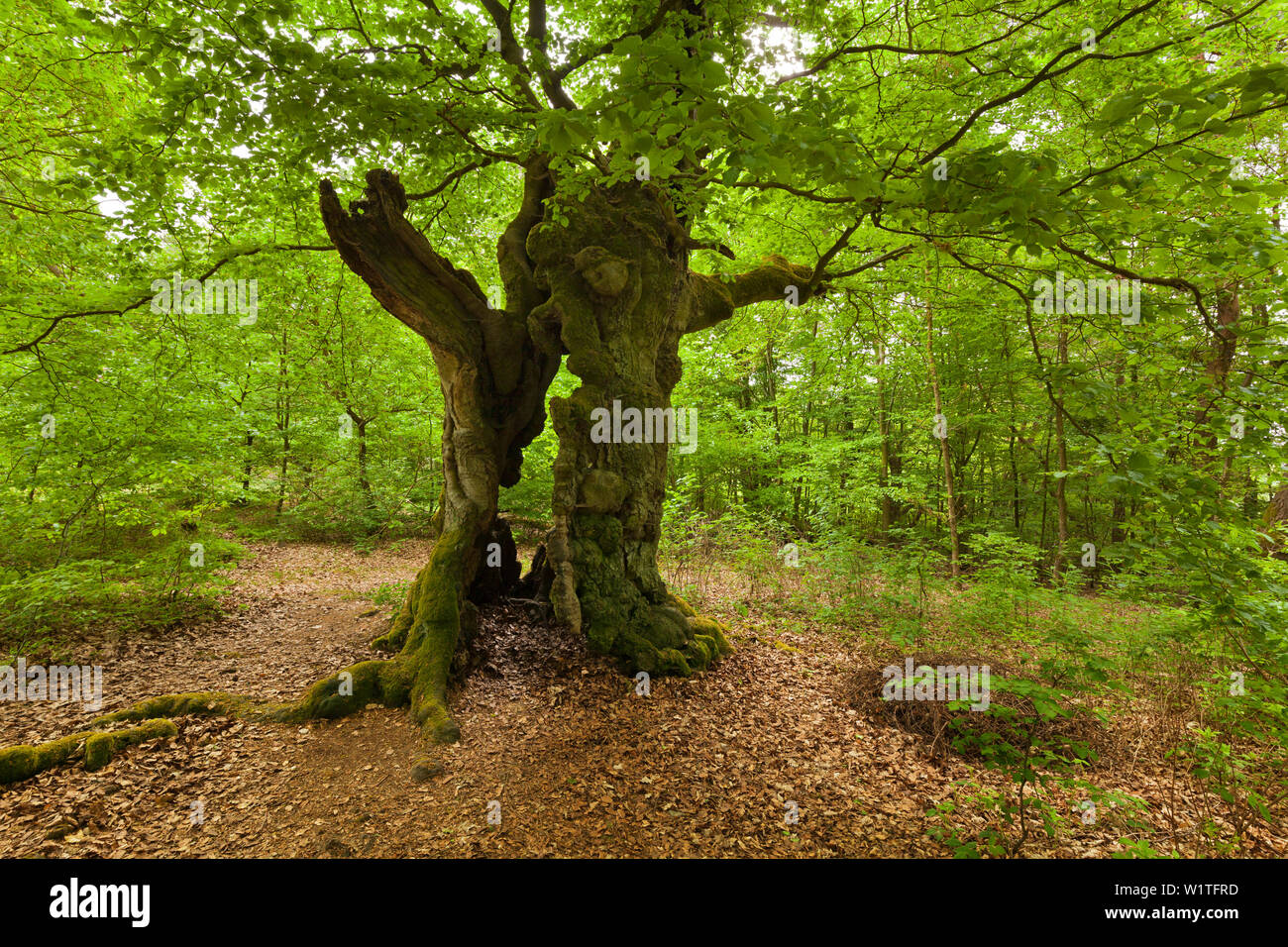 Kellerwald edersee national park hi-res stock photography and images ...
