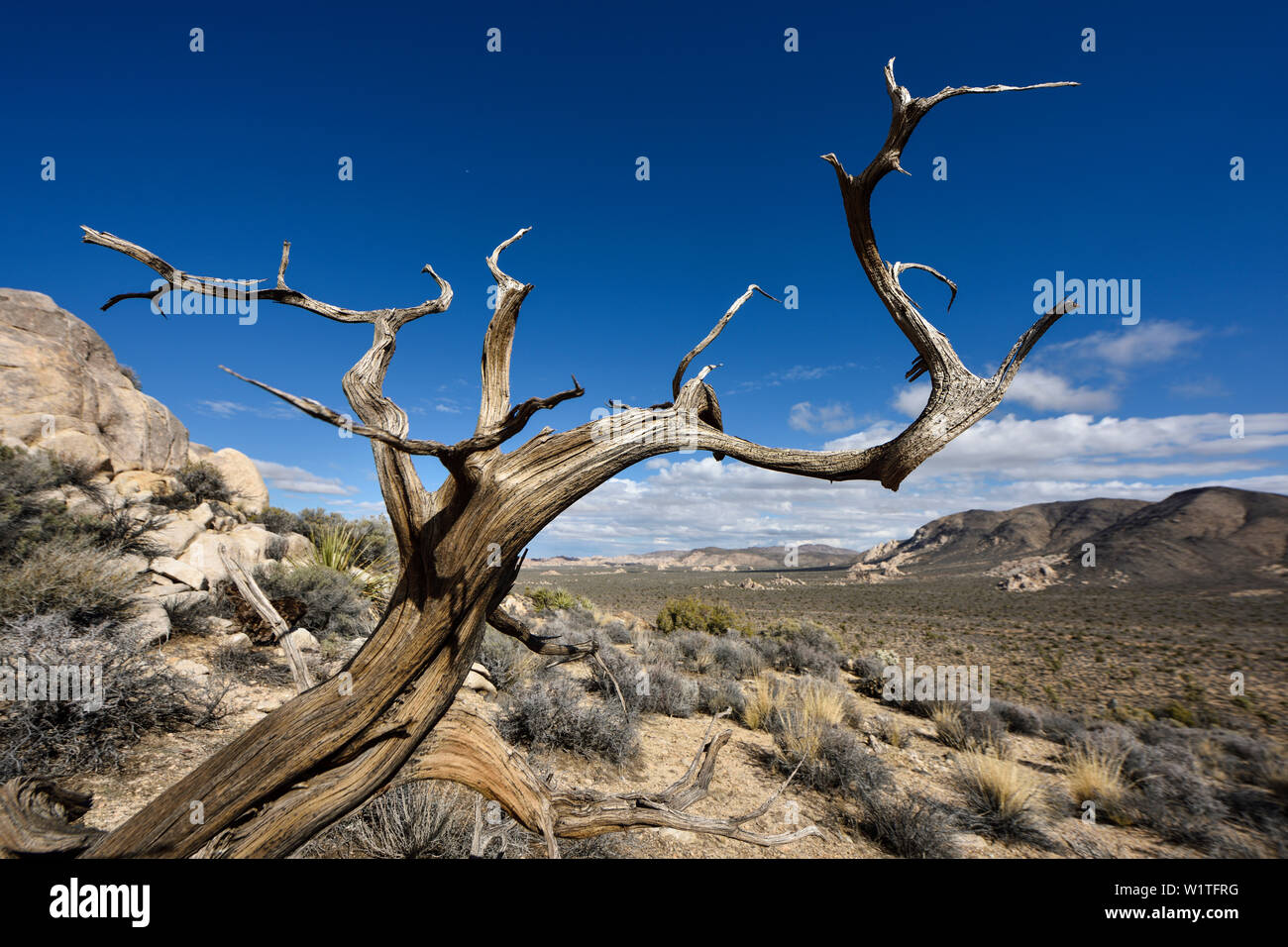 Dead Tree in Joshua Tree Nationalpark, California, USA, America Stock ...