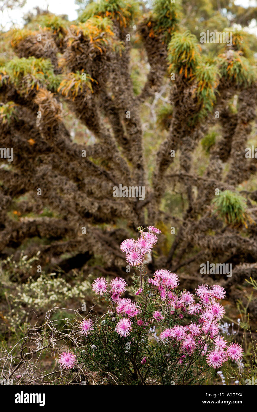 Rose Coneflower (Isopogon crithmifolius) in the Dryandra Woodland near ...