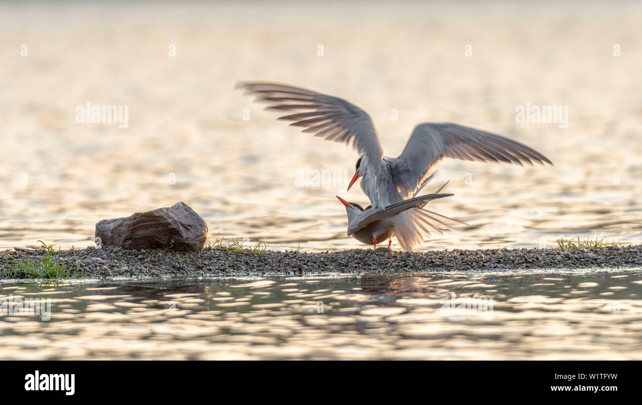 Common terns while mating at the nest Stock Photo - Alamy