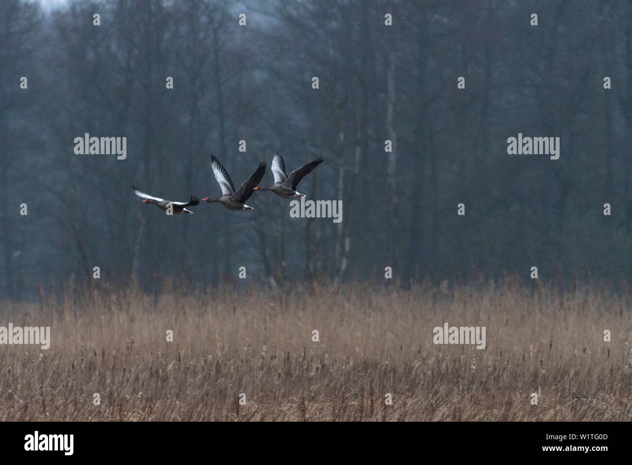 Greylag geese start over a reed field at dawn Stock Photo - Alamy