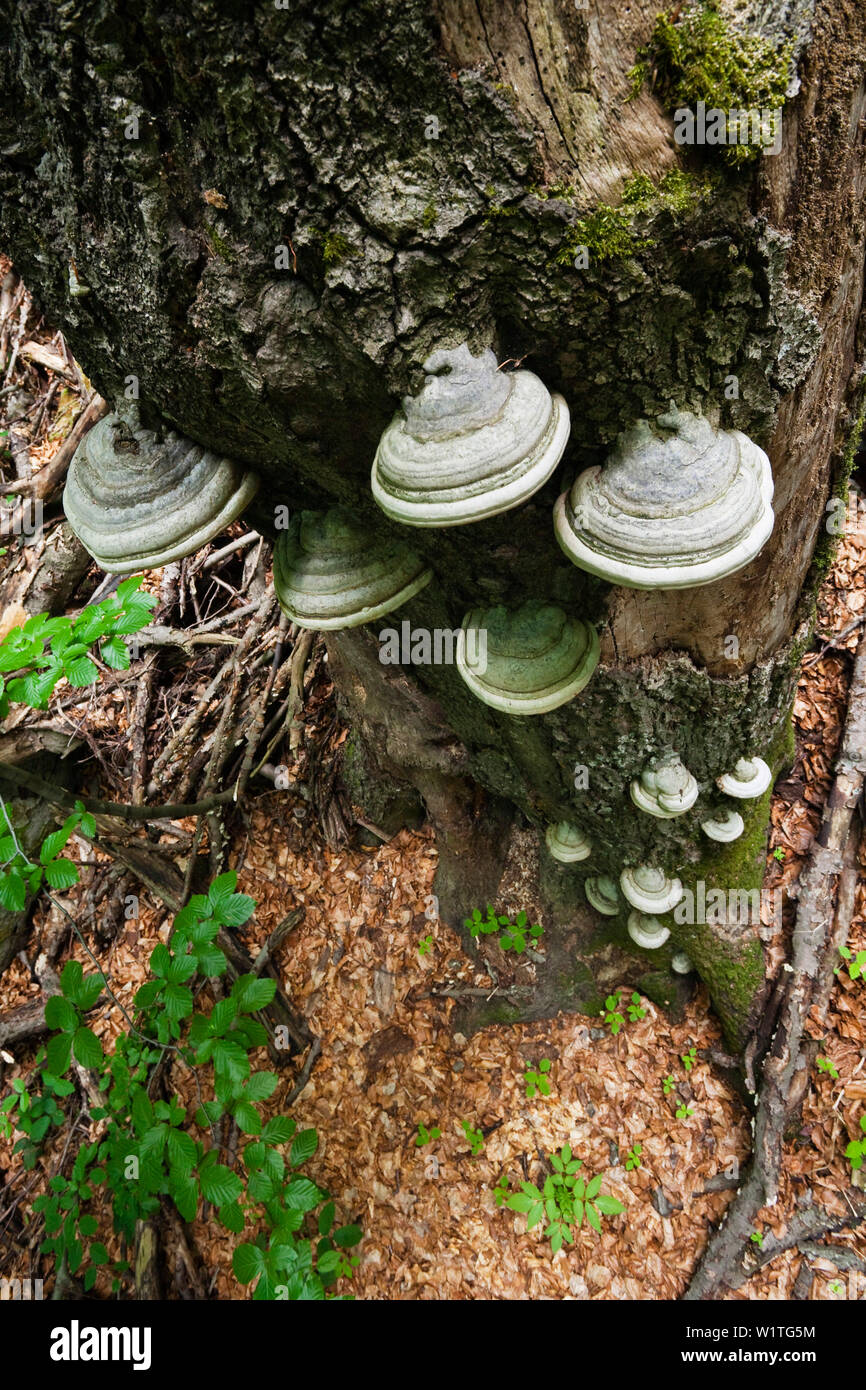Fungus growing on dead tree hi-res stock photography and images - Alamy