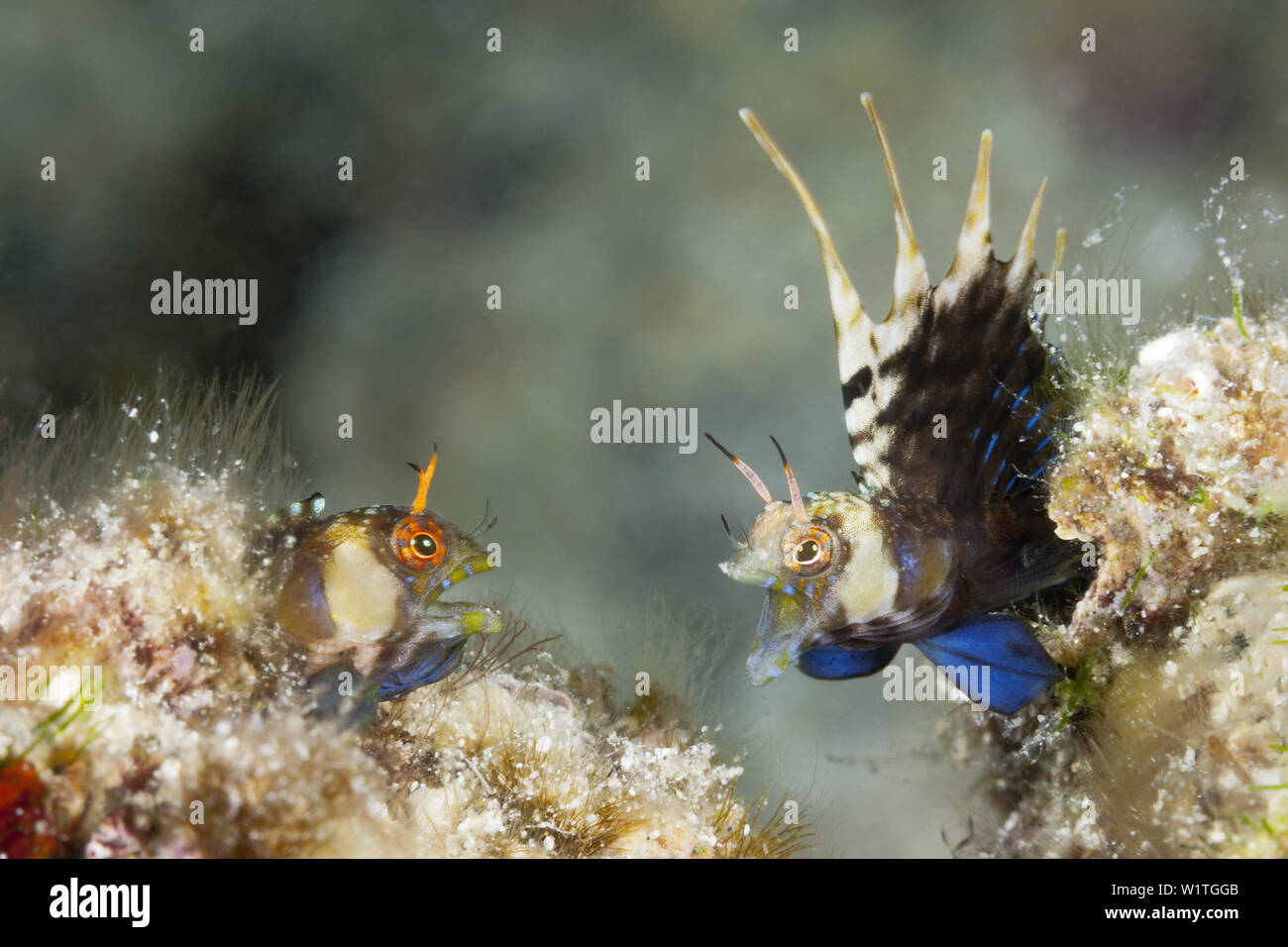 Elusive Signal Blennies in threatening posture, Emblemaria walkeri, La ...