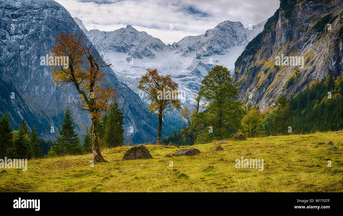 The last trees hi-res stock photography and images - Alamy