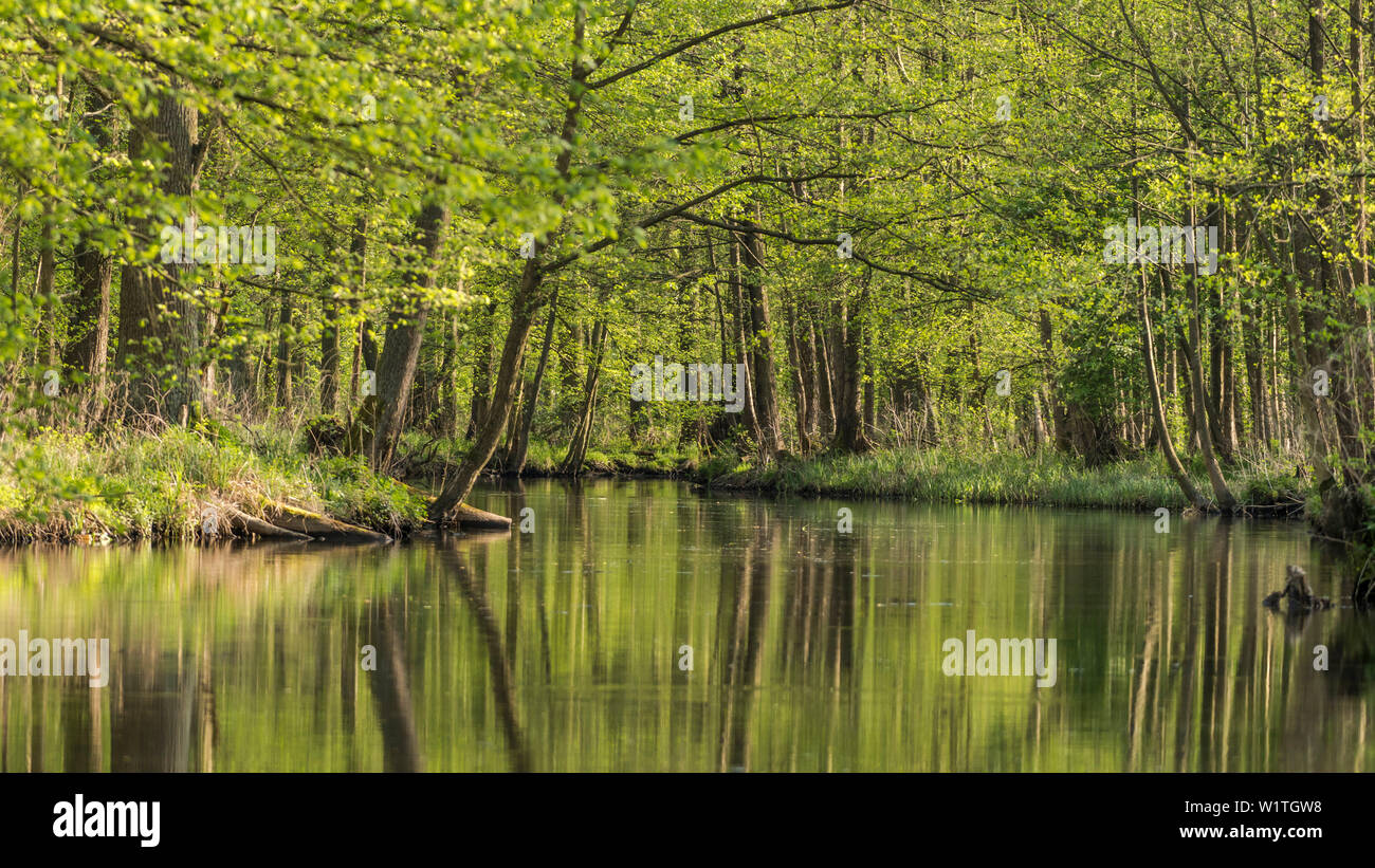 The spreewald in spring hi-res stock photography and images - Alamy