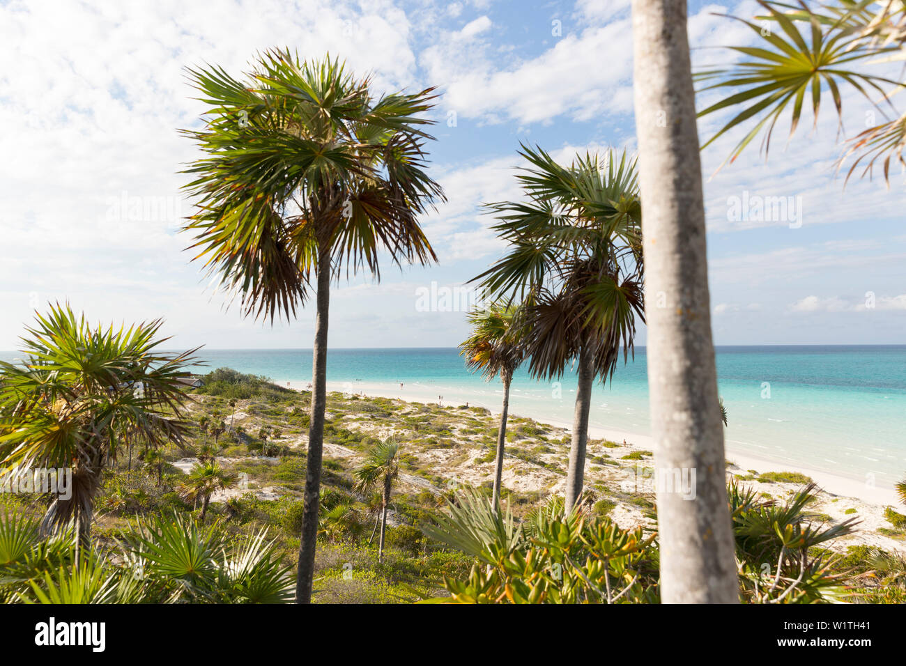 At the most beautiful beach in Cayo Guillermo, Playa Pilar, palm trees ...