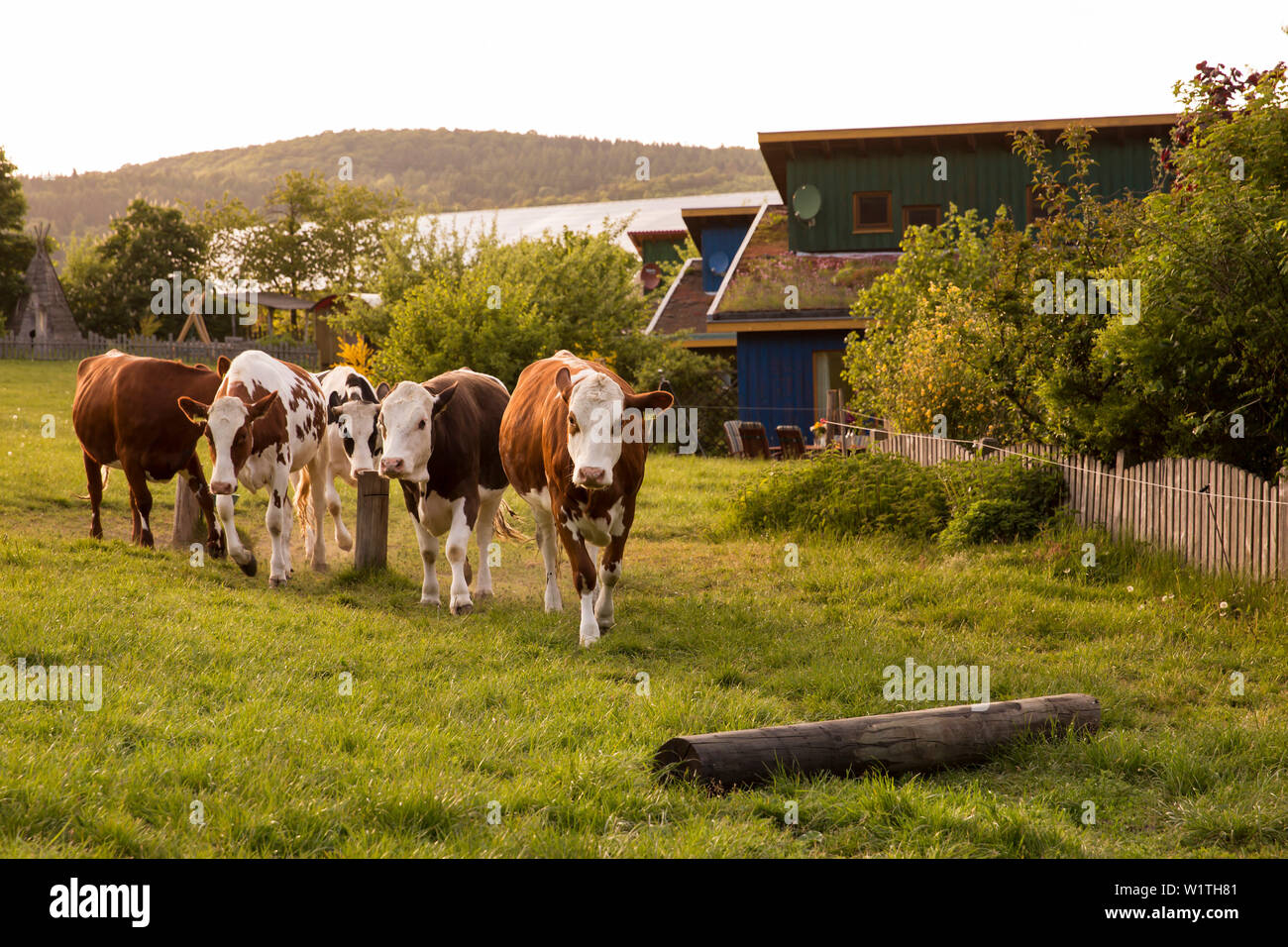 Holiday house Schoeneweiss with friendly cows in a field, Voehl, Hesse ...