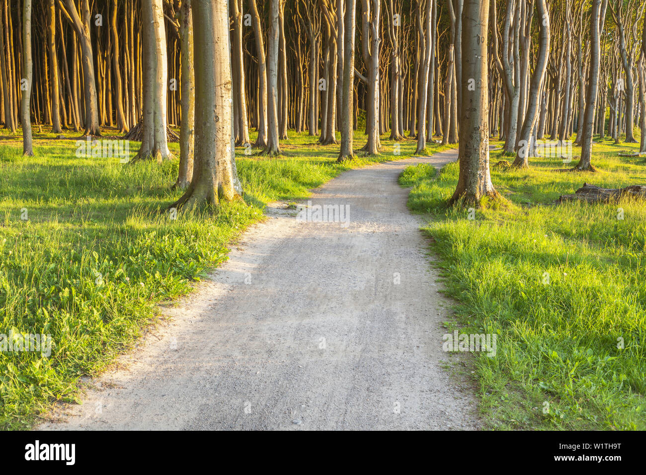 Path in beech forest in Nienhagen, Baltic Sea Coast, Mecklenburg ...