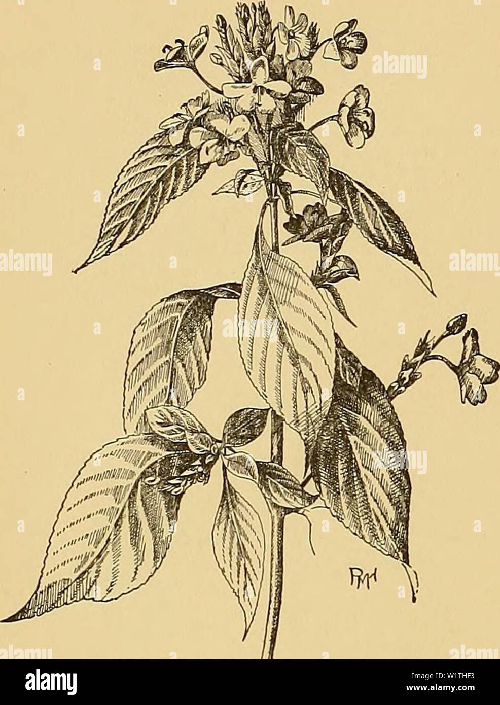 Cuspidate hi-res stock photography and images - Alamy