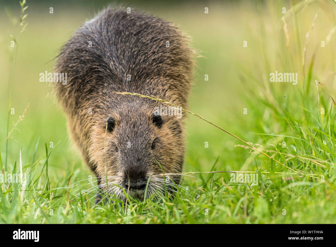 Beaver rat hi-res stock photography and images - Alamy