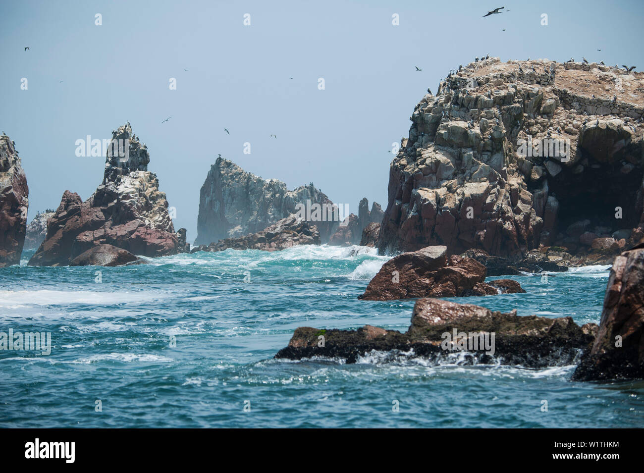 Blue-footed boobies (Sula nebouxii) and other birds fly among the ...